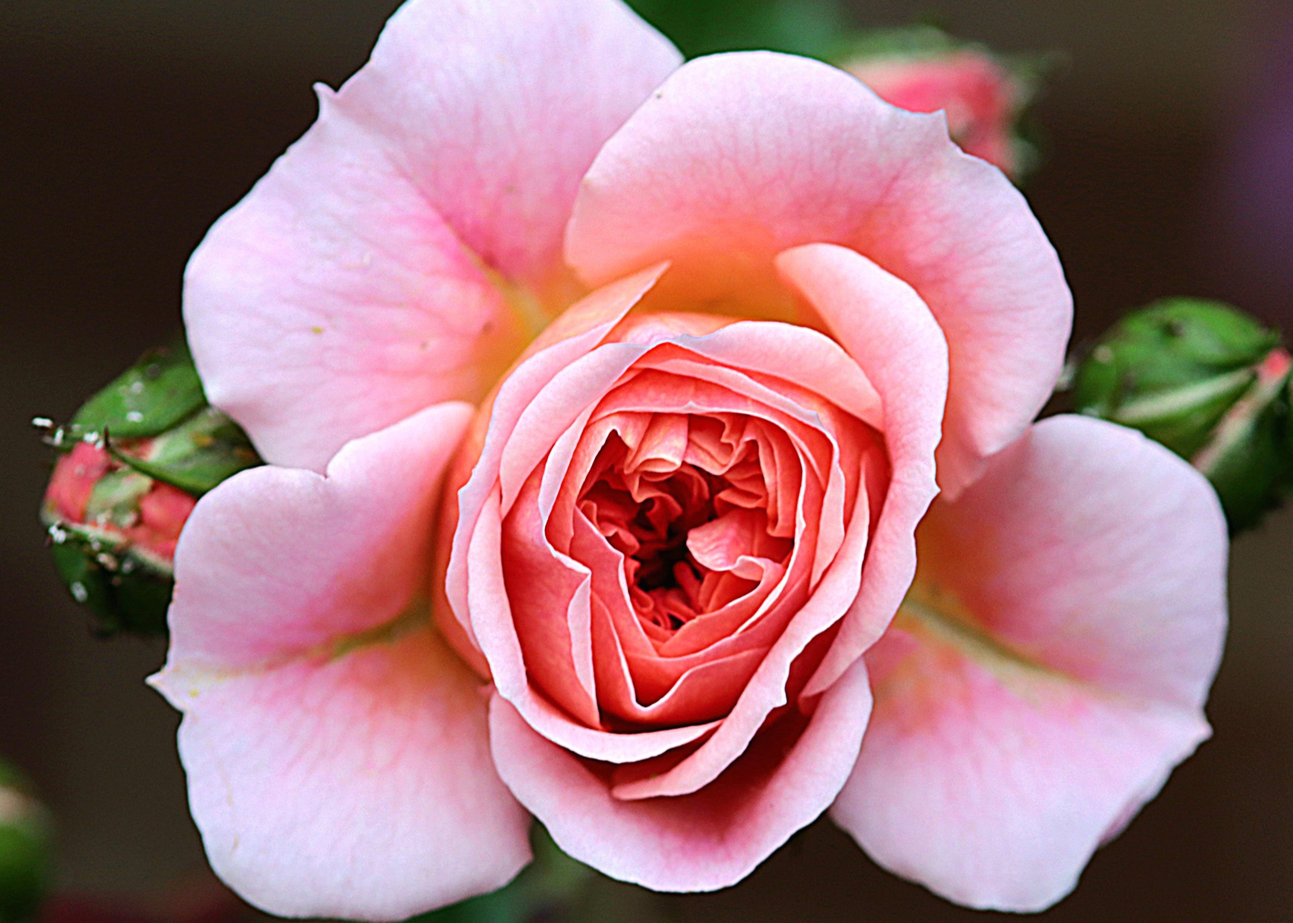 Grace and Beauty - Sight Life